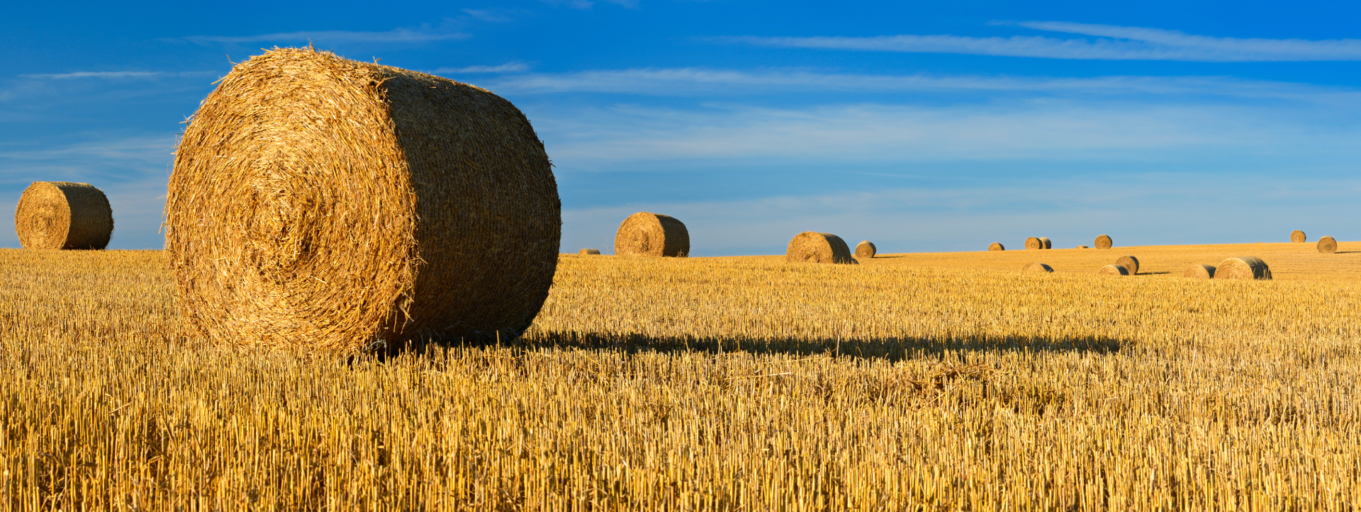 Hay fires and self-heating - Transtrend
