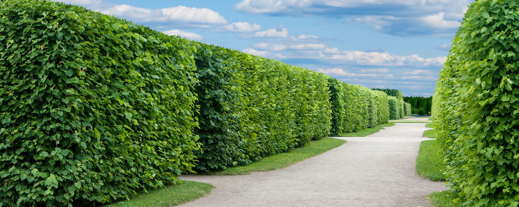 ESG - No hiding behind the hedges - Transtrend